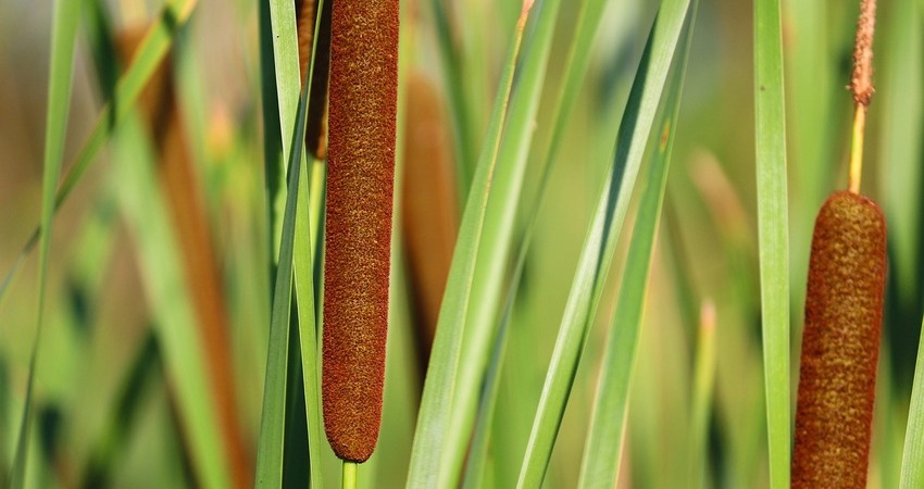 Lisdoddenproef in de maak op de Hegewarren | Veenweide